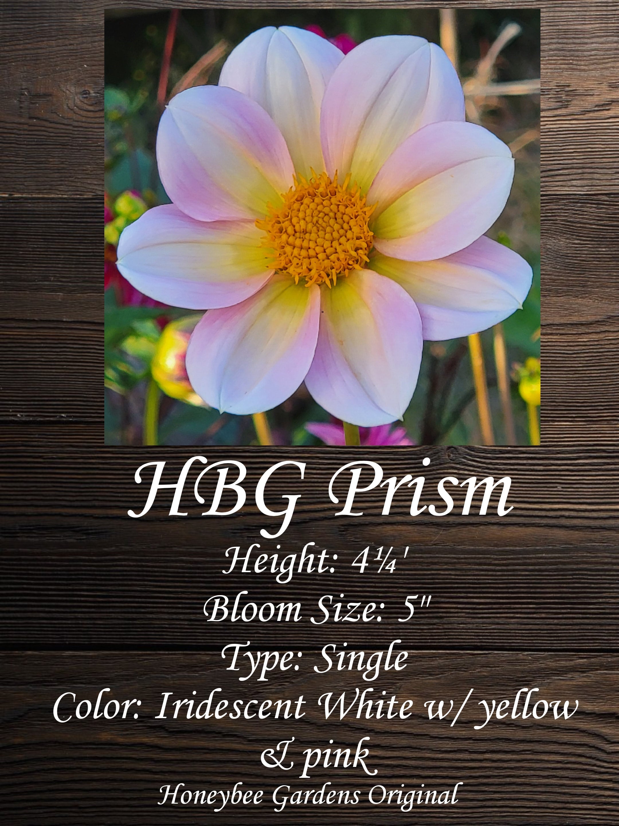 HBG Prism | Honeybee Gardens