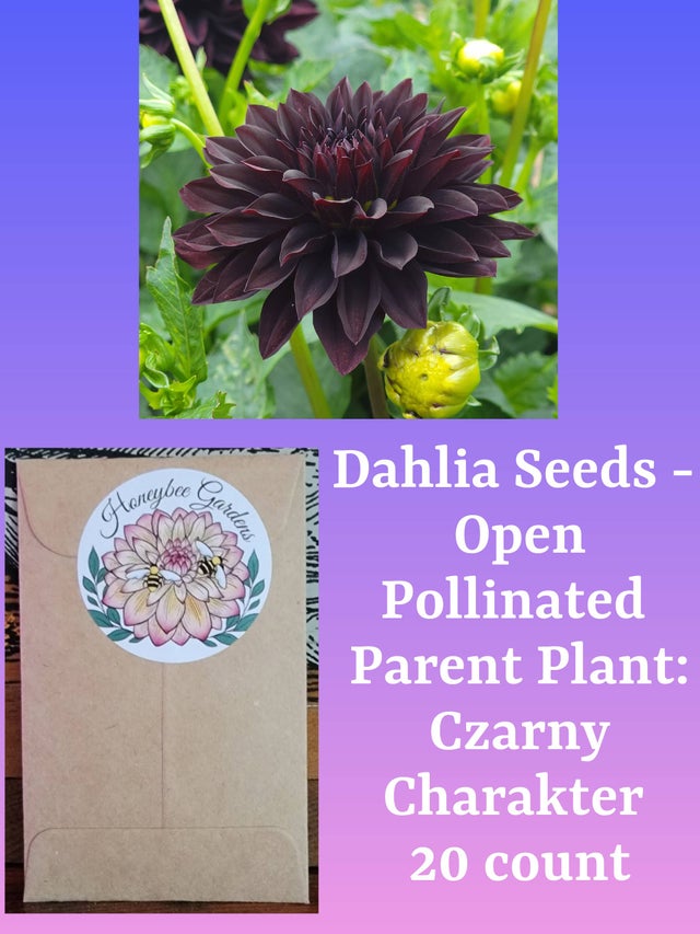 Czarny Charakter Seeds