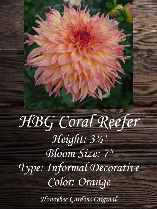 HBG Coral Reefer